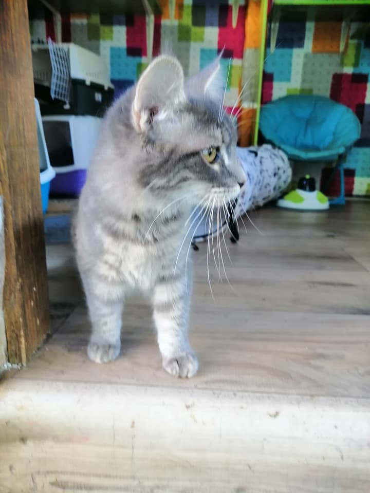 Masha CT – Les Amis d'OLDZII